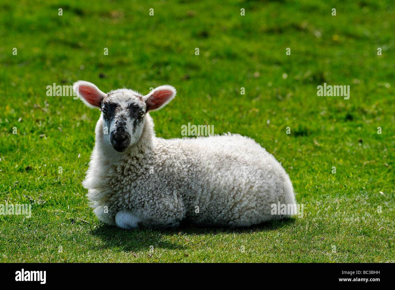Lamb resting in the sunshine Stock Photo - Alamy