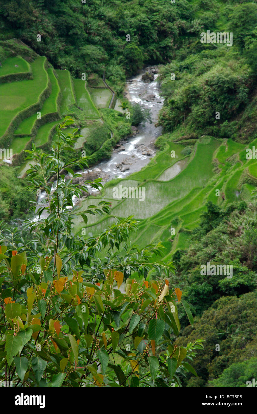 Rice Terraces and river near Banaue, Ifugao, North Luzon, Philippines ...