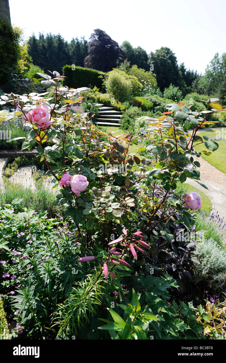 Evergreen garden shrubs hi-res stock photography and images - Alamy