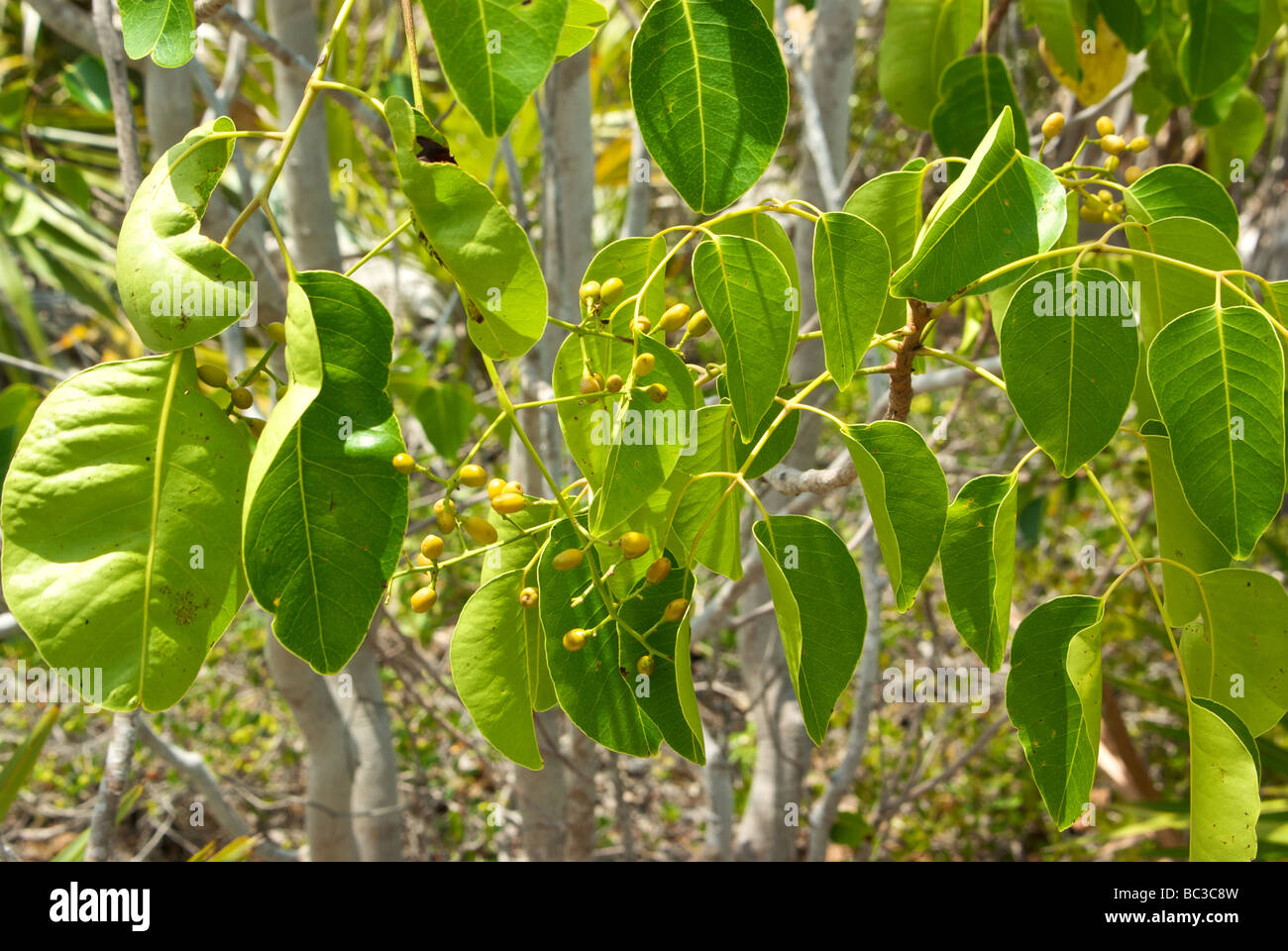 Toxic leaves berries bark of poisonwood plant Metopium toxiferum have ...