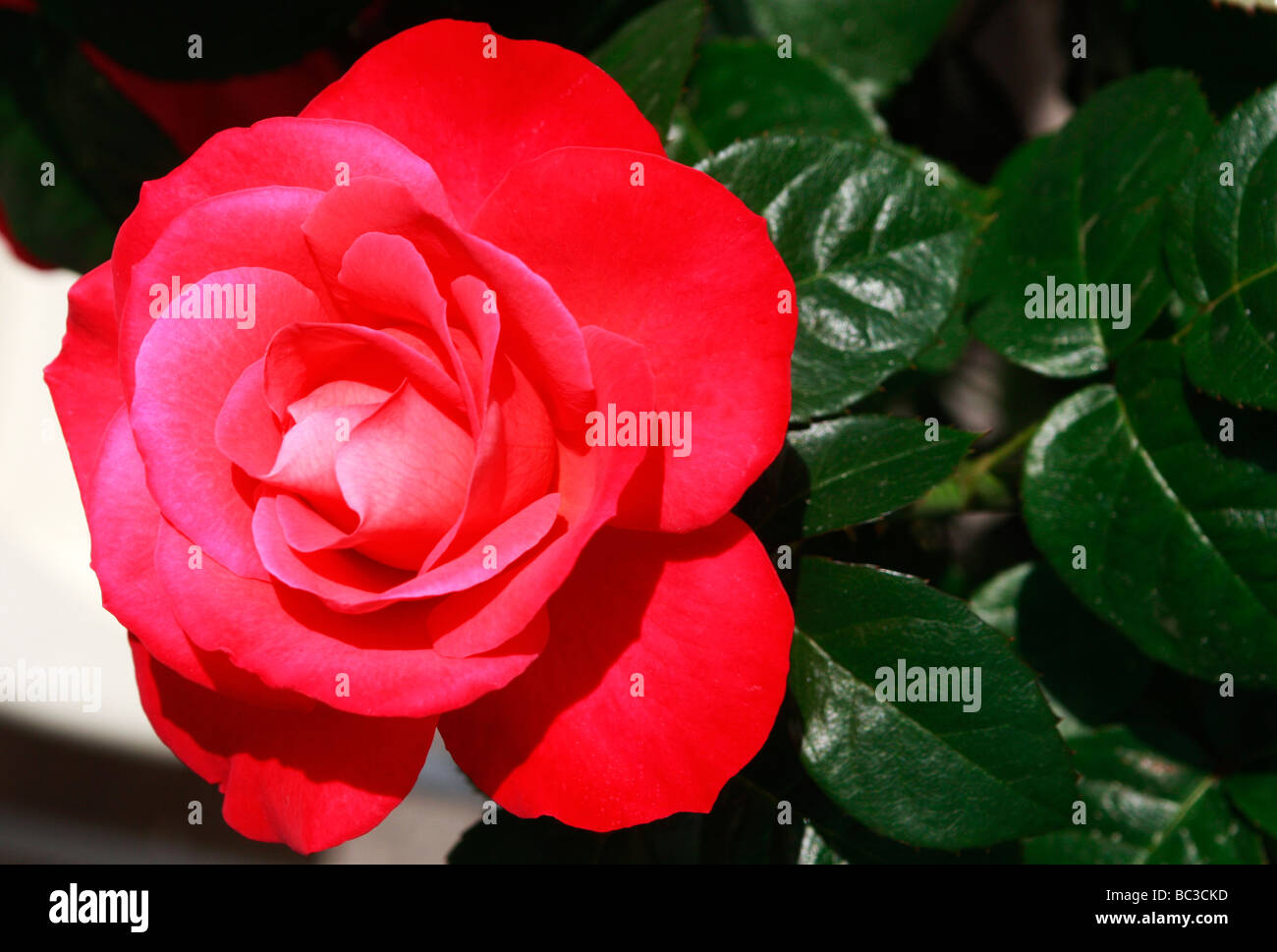 The perfect red rose,symbolic of Love Stock Photo - Alamy