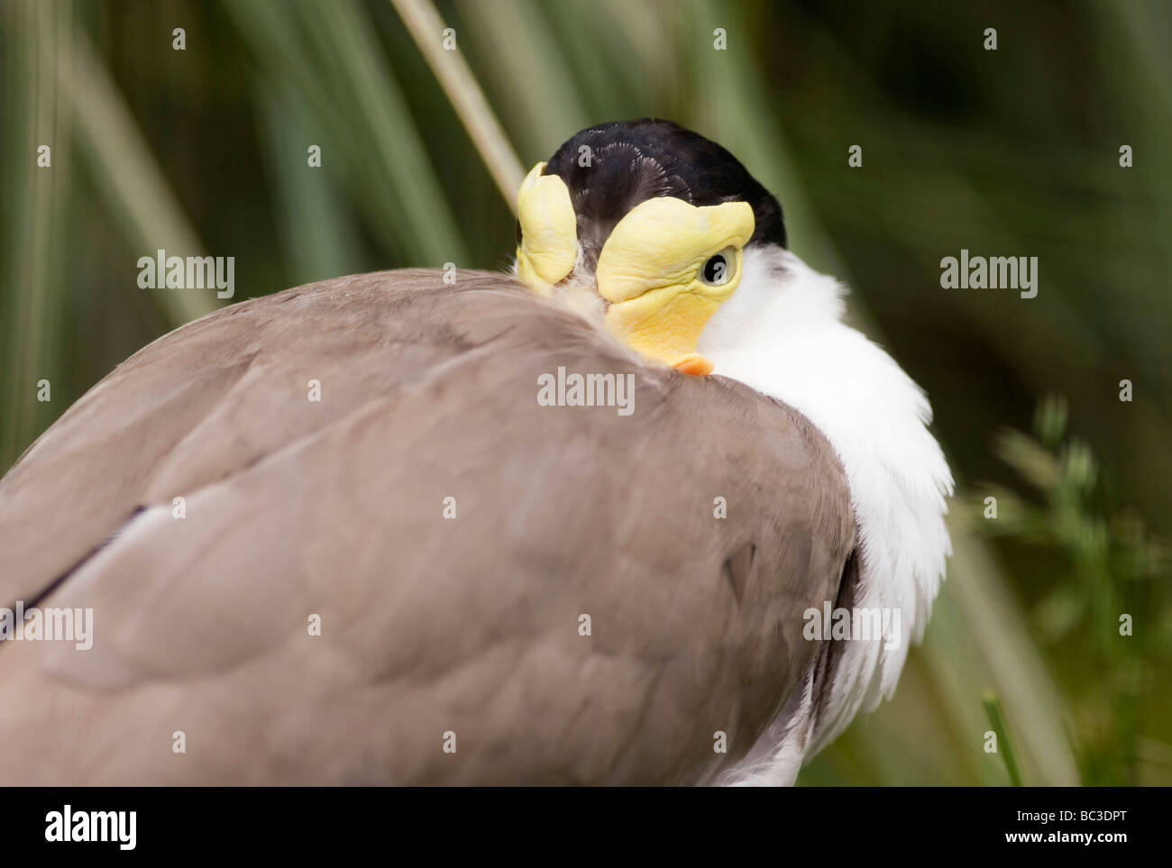 Masked Plover Vanellus miles Stock Photo - Alamy