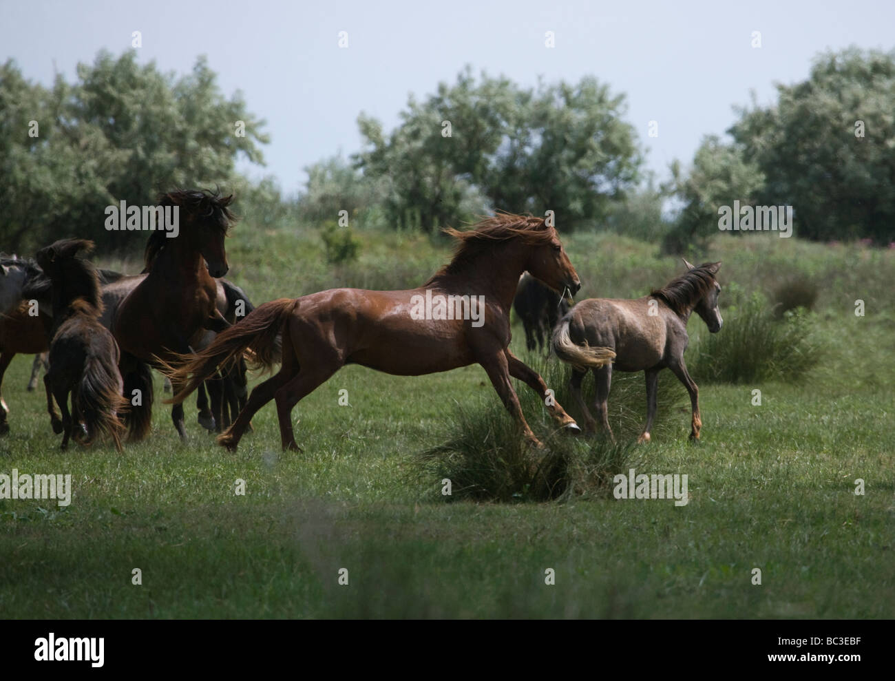 Danube Delta Horse Wild Feral Romania Free Nature Stock Photo - Alamy