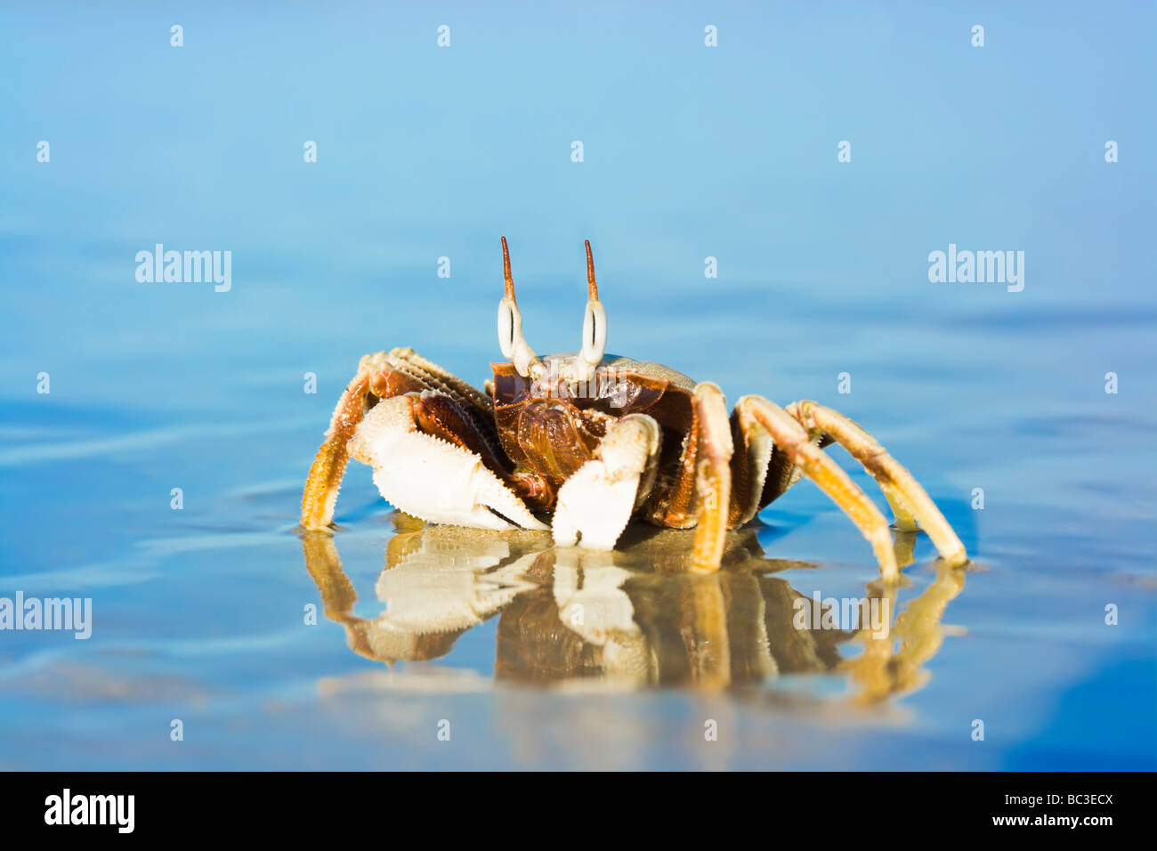 Tropical crab hi-res stock photography and images - Alamy
