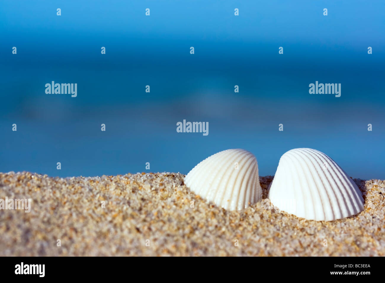 Shells on the tropical beach Stock Photo - Alamy