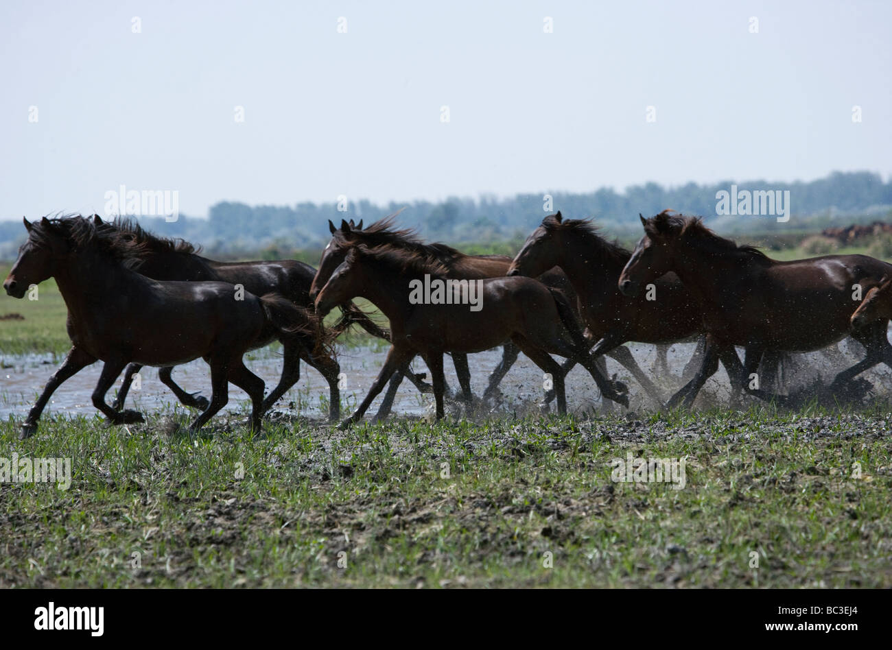 Danube Delta Horse Wild Feral Romania Free Nature Stock Photo - Alamy