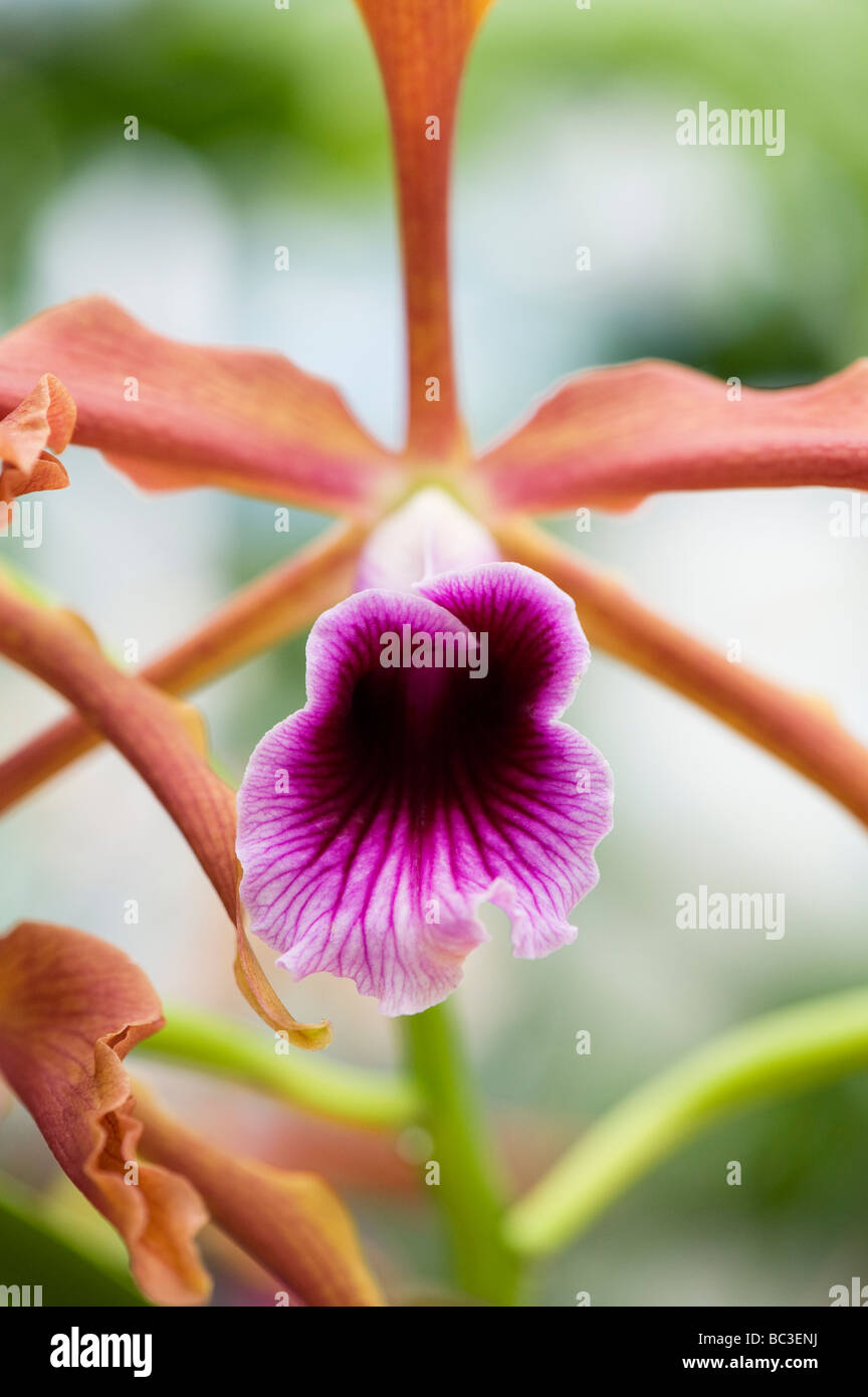 Brazilian orchids hi-res stock photography and images - Alamy