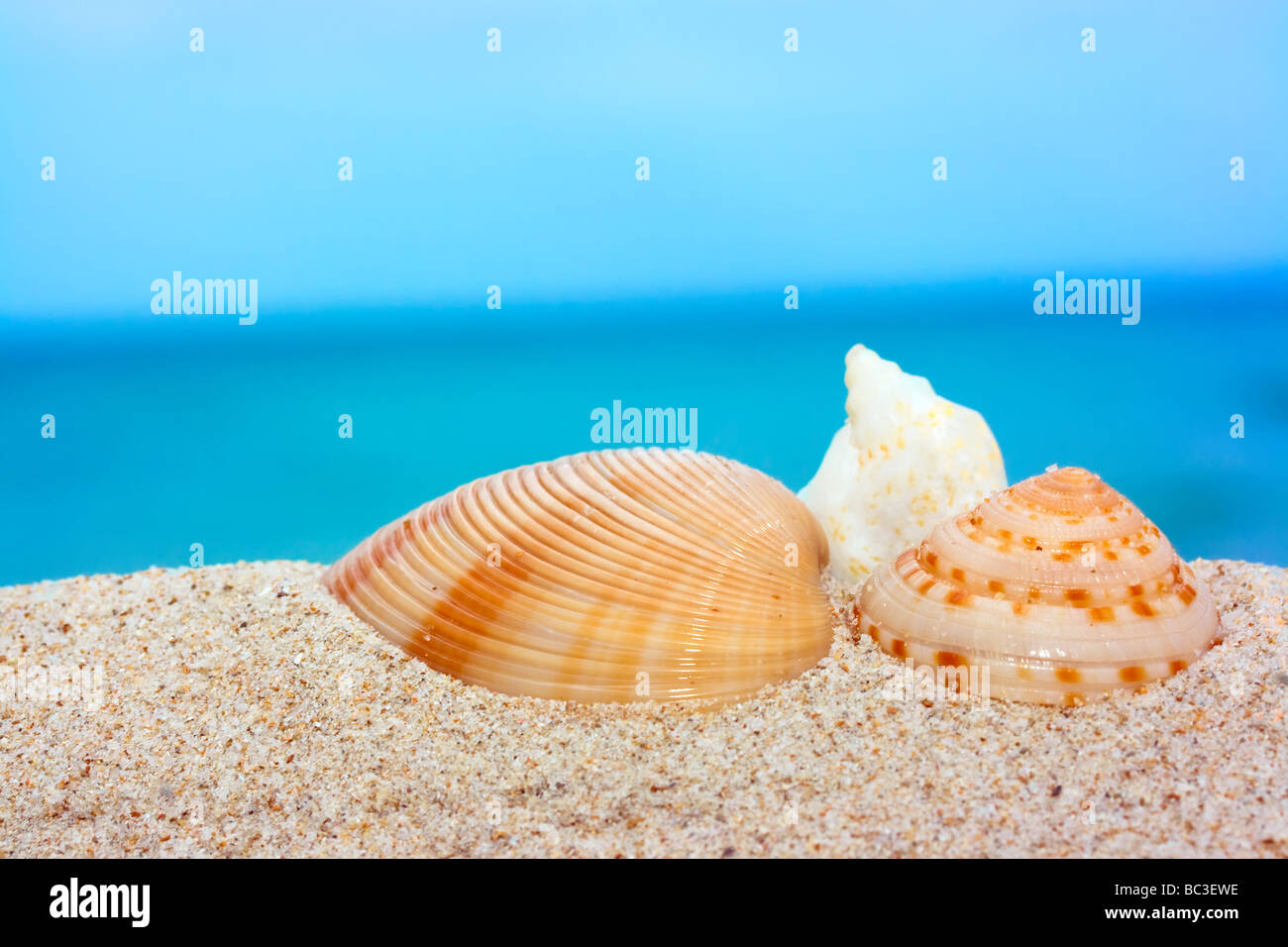 Three seashells on the tropical beach Stock Photo - Alamy