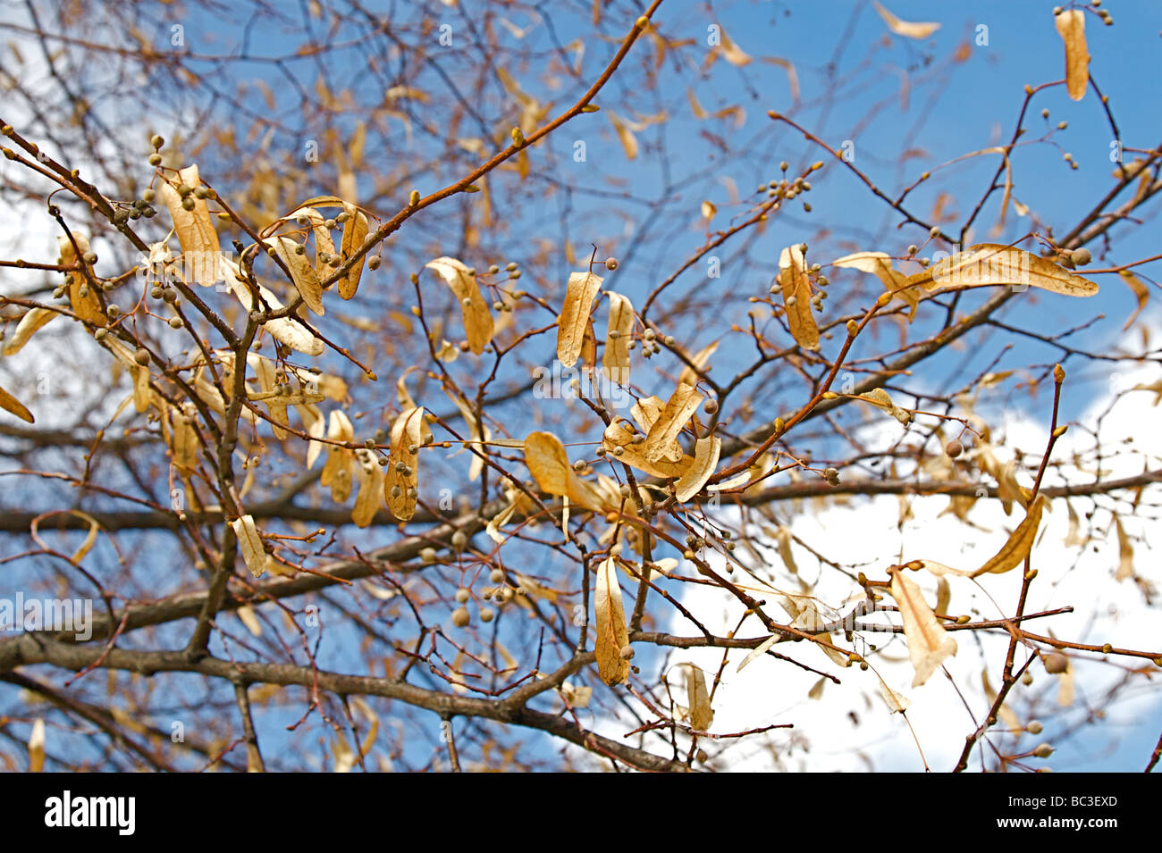 Autumn leaves in a barren tree in Colorado Stock Photo - Alamy