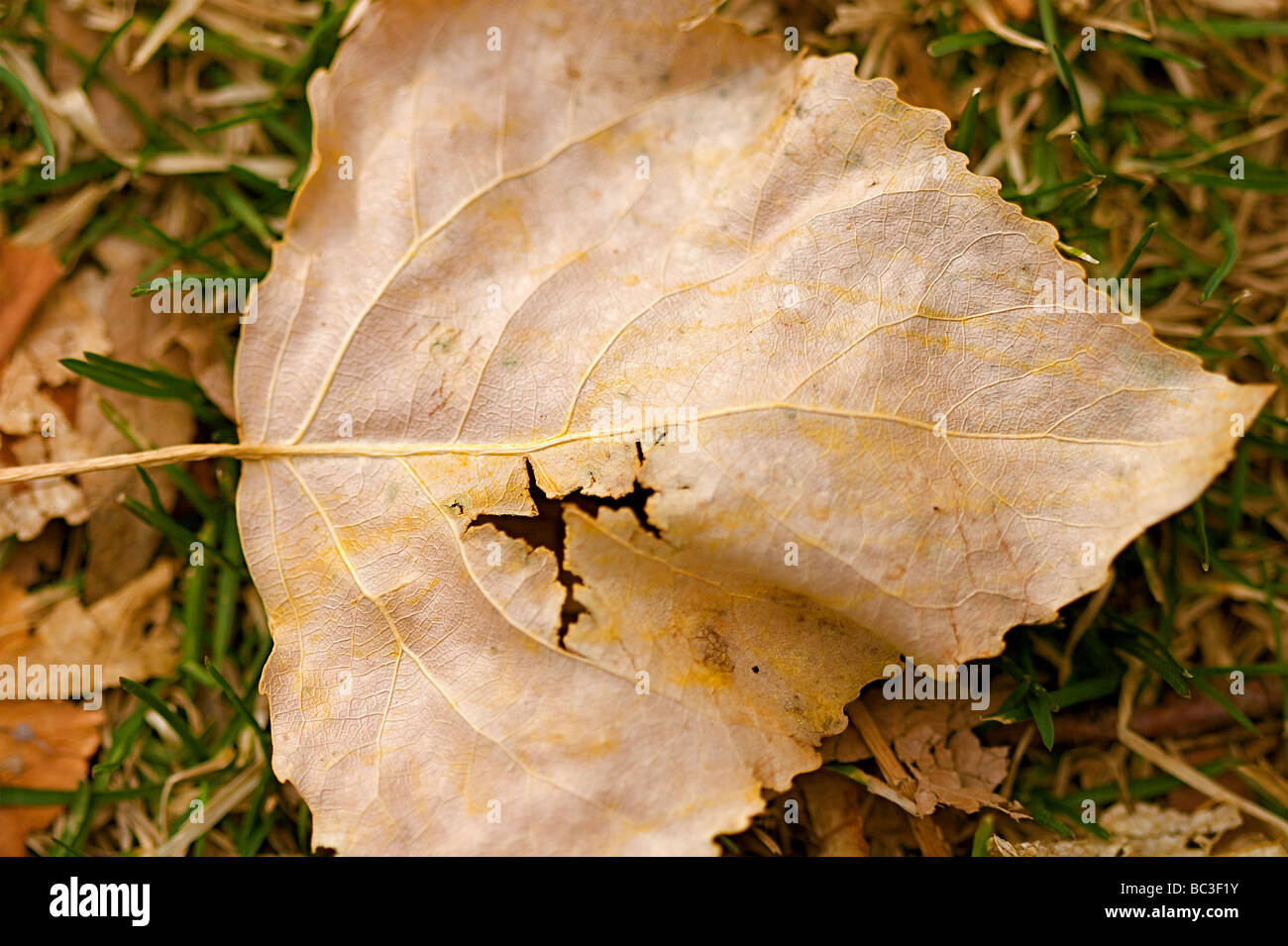 Autumn leaf on the cold barren ground of a park Stock Photo - Alamy