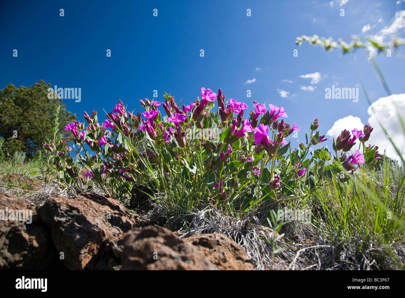Four o clock hi-res stock photography and images - Alamy