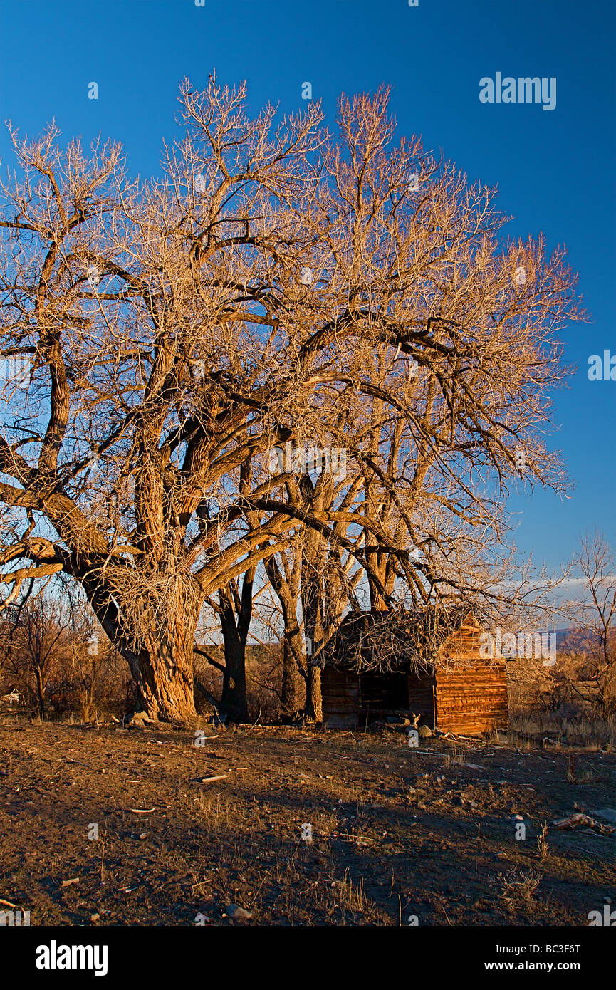 Abandoned shack on the plains of Colorado, USA Stock Photo - Alamy