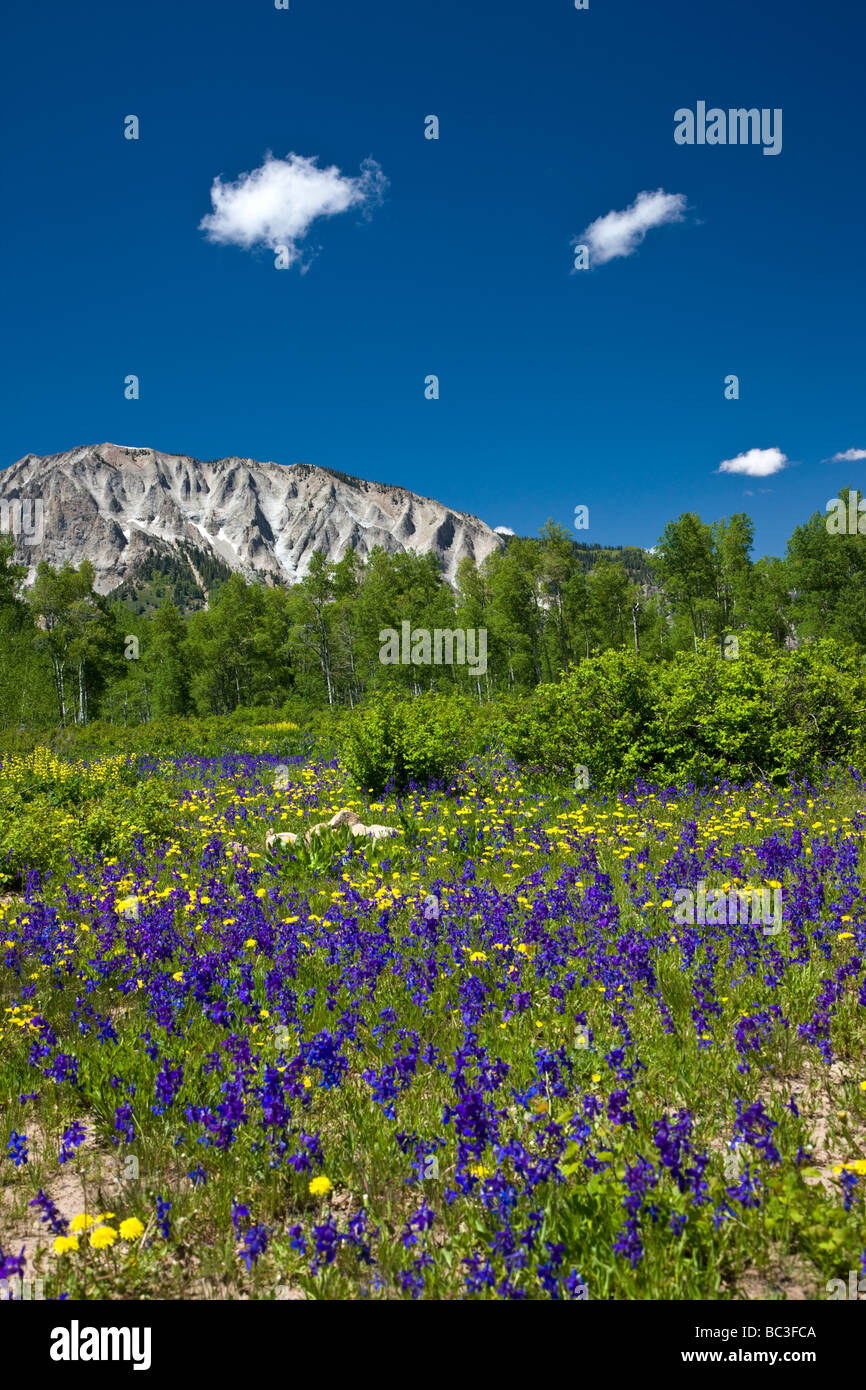 Purple Lupin Golden Banner Spring Larkspur near Kebler Pass Colorado ...