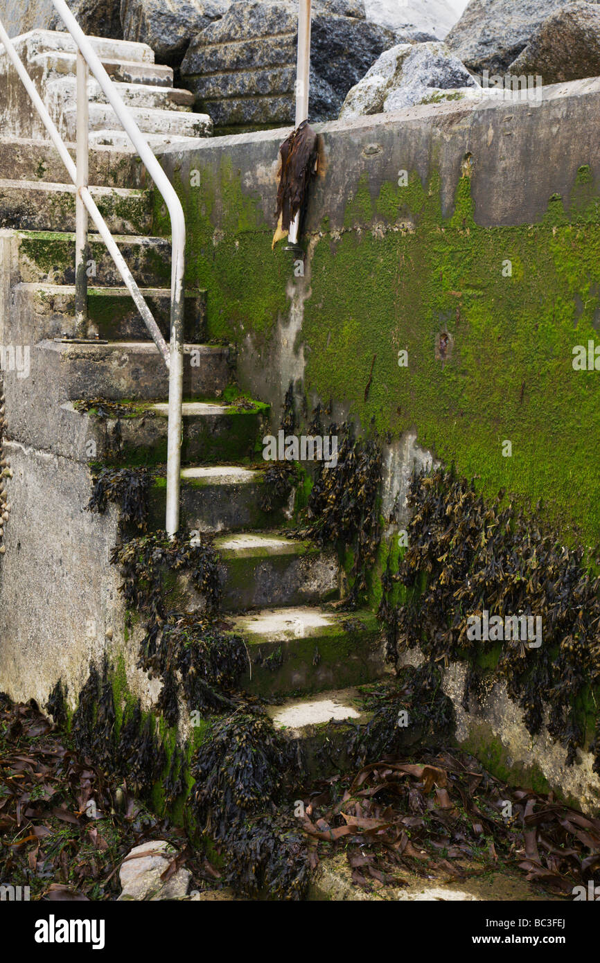 Seaweed covered steps leading up a seawall Stock Photo - Alamy