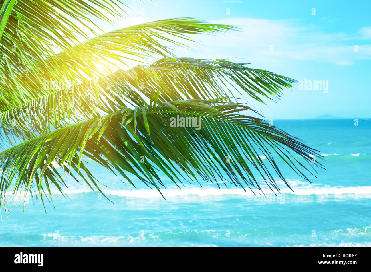 Branch palm bay hi-res stock photography and images - Alamy