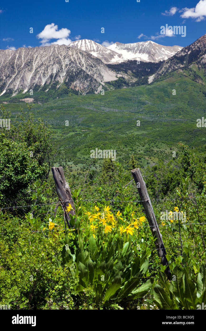 Bright yellow Mules Ears Sunflower family grow along RD 12 and the ...