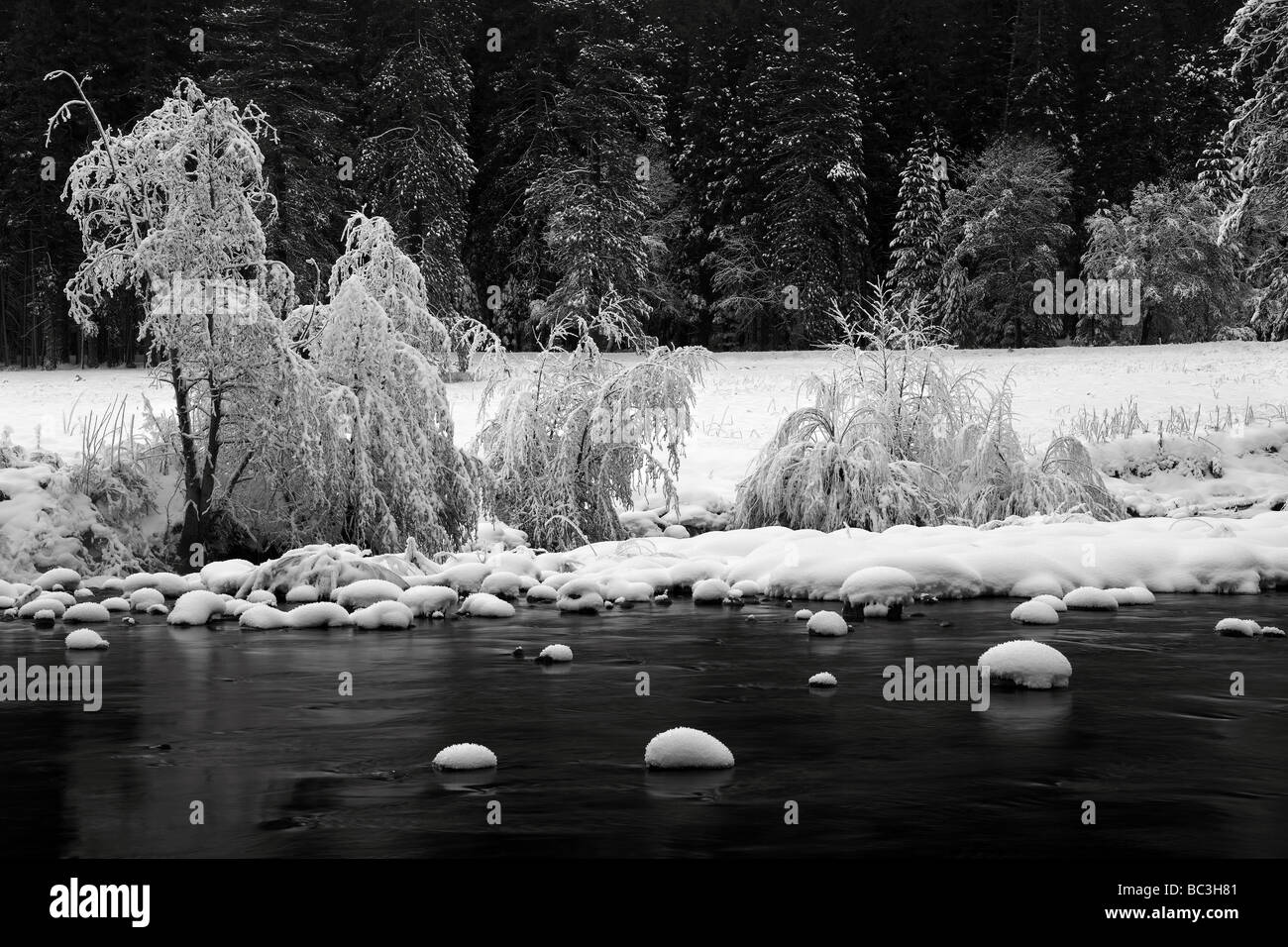 Drooping trees hi-res stock photography and images - Alamy