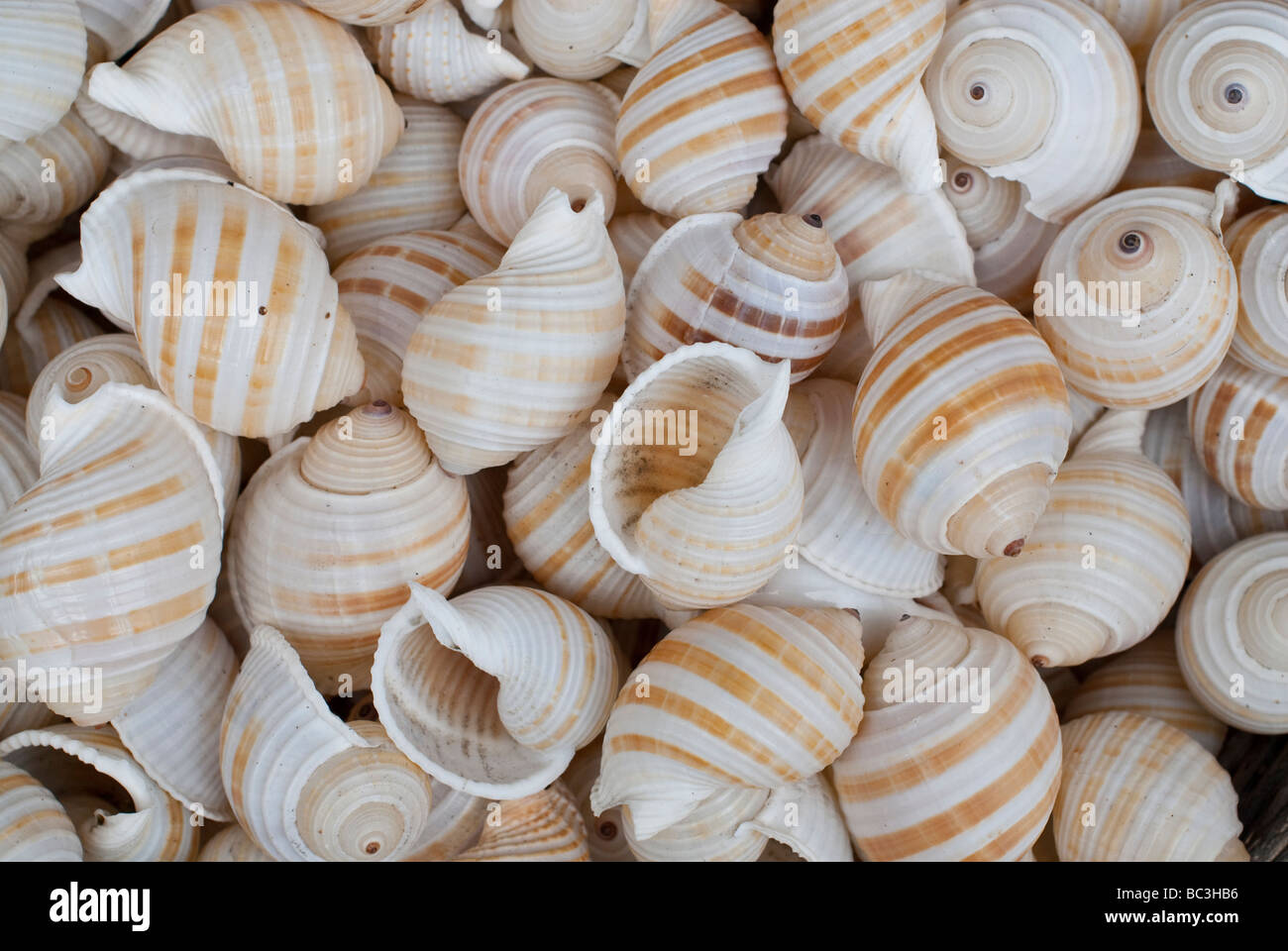 Sea shells cornwall hi-res stock photography and images - Alamy