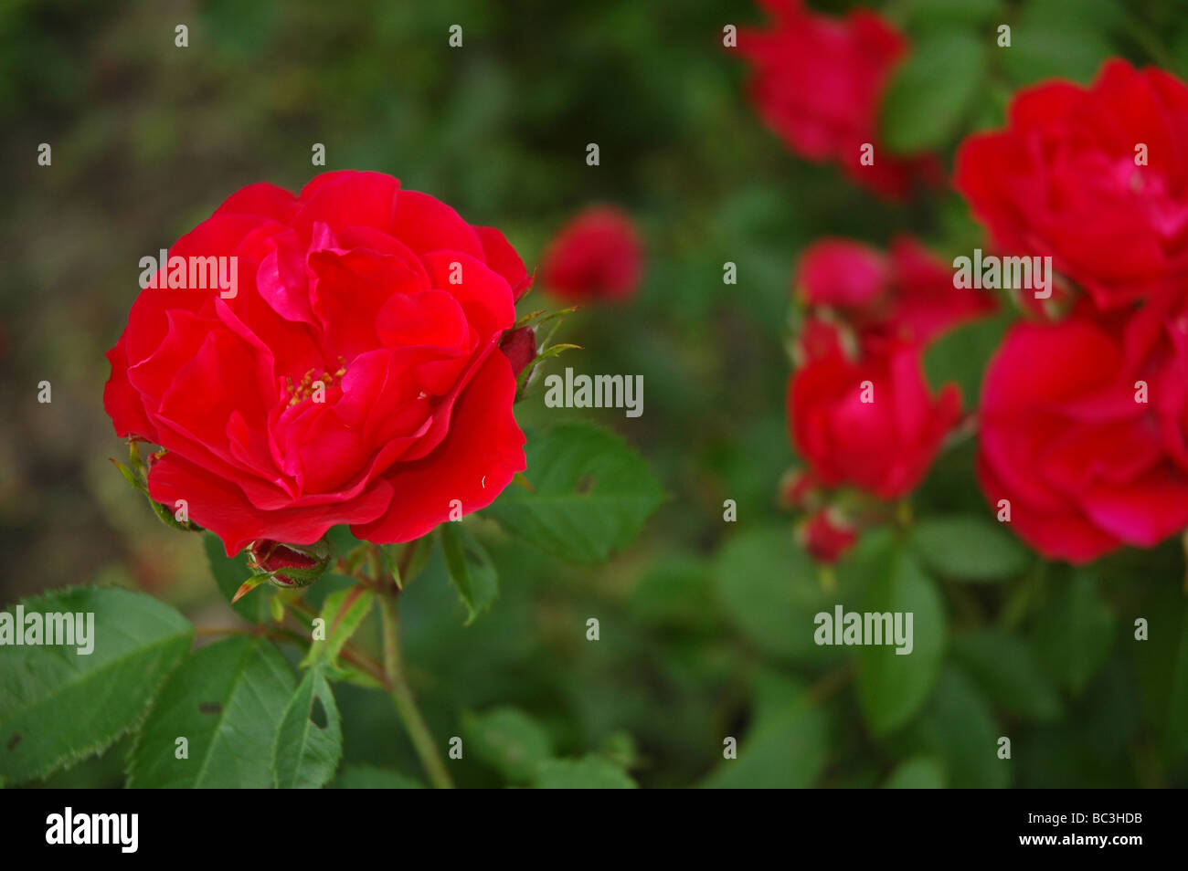 Roses and rosebush hi-res stock photography and images - Alamy