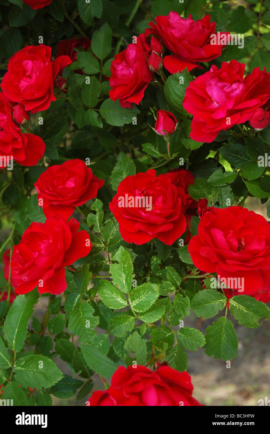 Vertical rose hi-res stock photography and images - Alamy