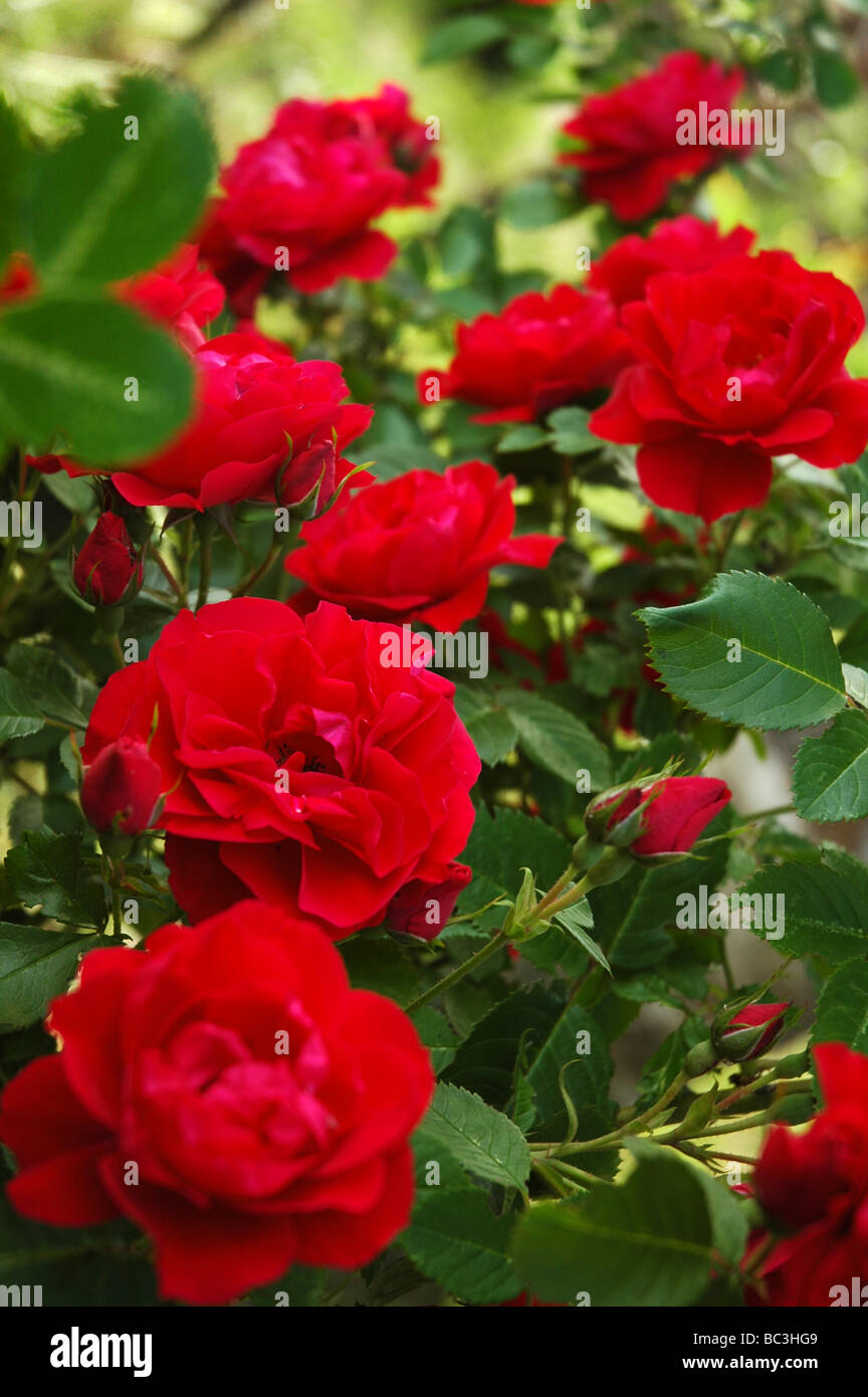 Red rosebush red roses hi-res stock photography and images - Alamy