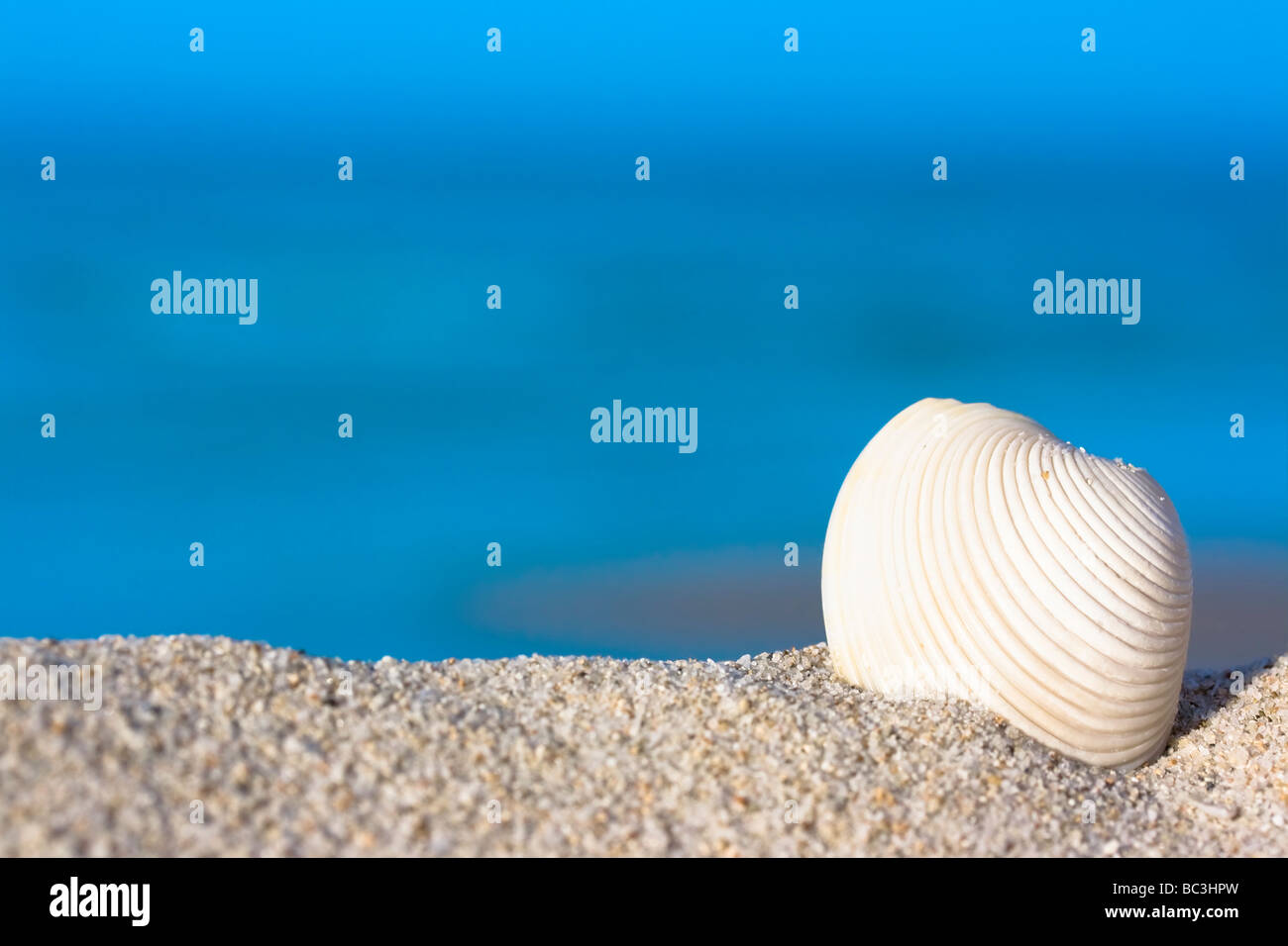 Shell on the tropical beach Stock Photo - Alamy