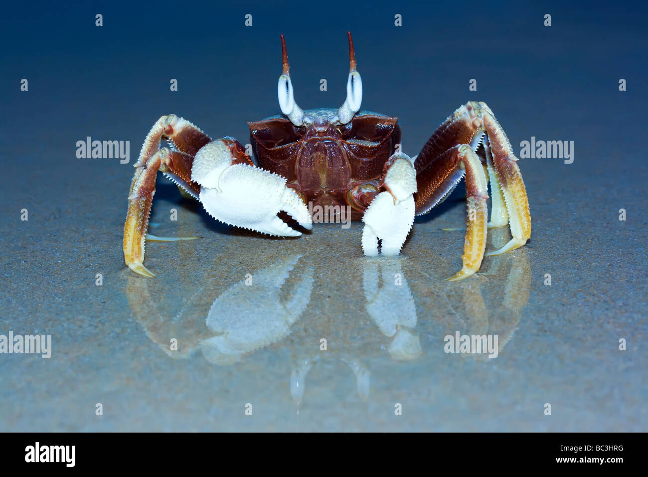 Tropical crab hi-res stock photography and images - Alamy
