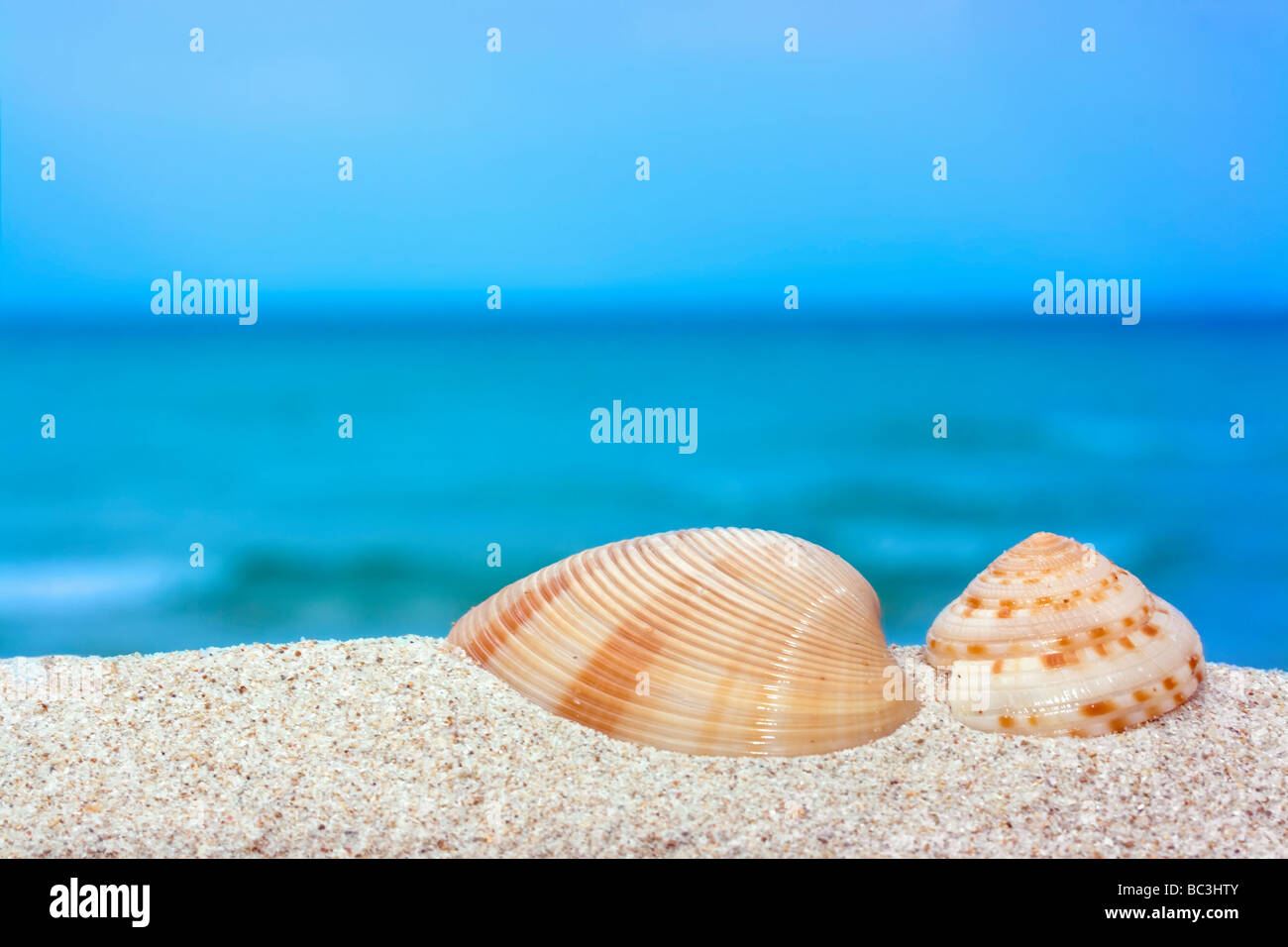 Seashells on the tropical beach Stock Photo - Alamy