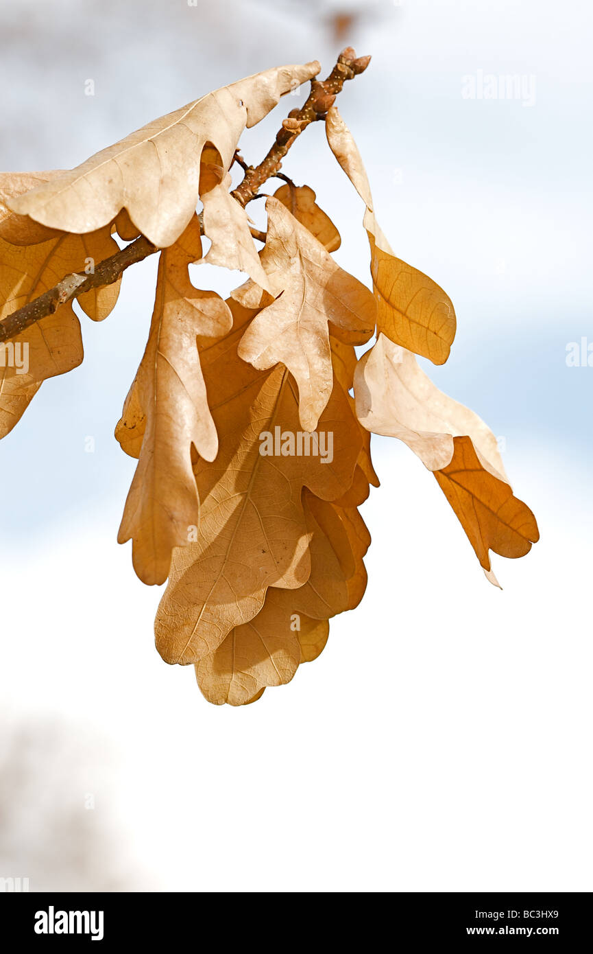Autumn leaves in a barren tree in Colorado Stock Photo - Alamy