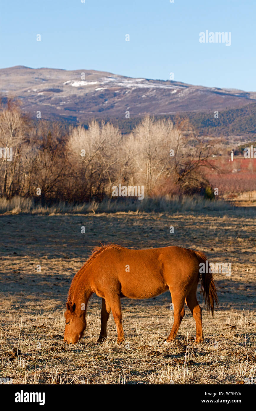 Colorado Rocky Mountain ranch scenes and horses in the field Stock ...