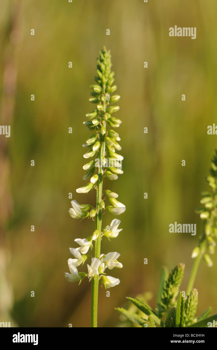 White Melilot (Melilotus albus Stock Photo - Alamy