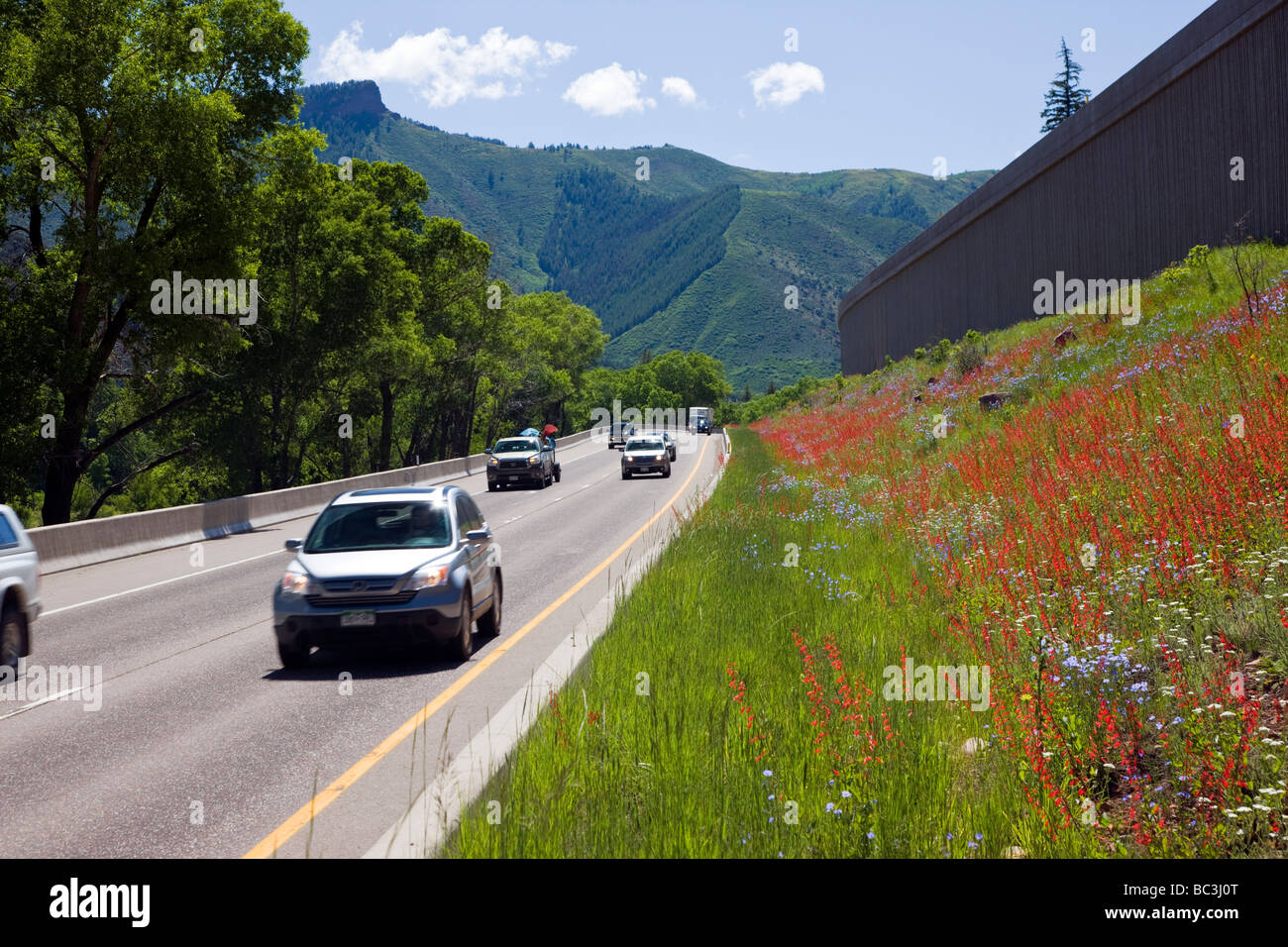 Wildflowers including Fireweed line Highway 82 near Basalt Colorado USA ...
