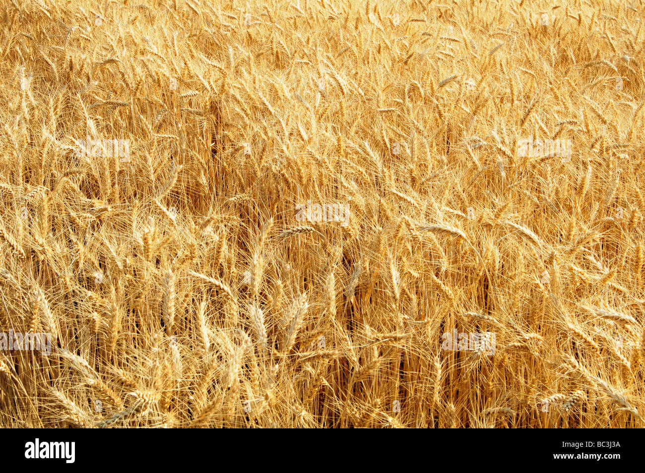 Ripe wheat ready for harvest in the Palouse area of southeastern ...