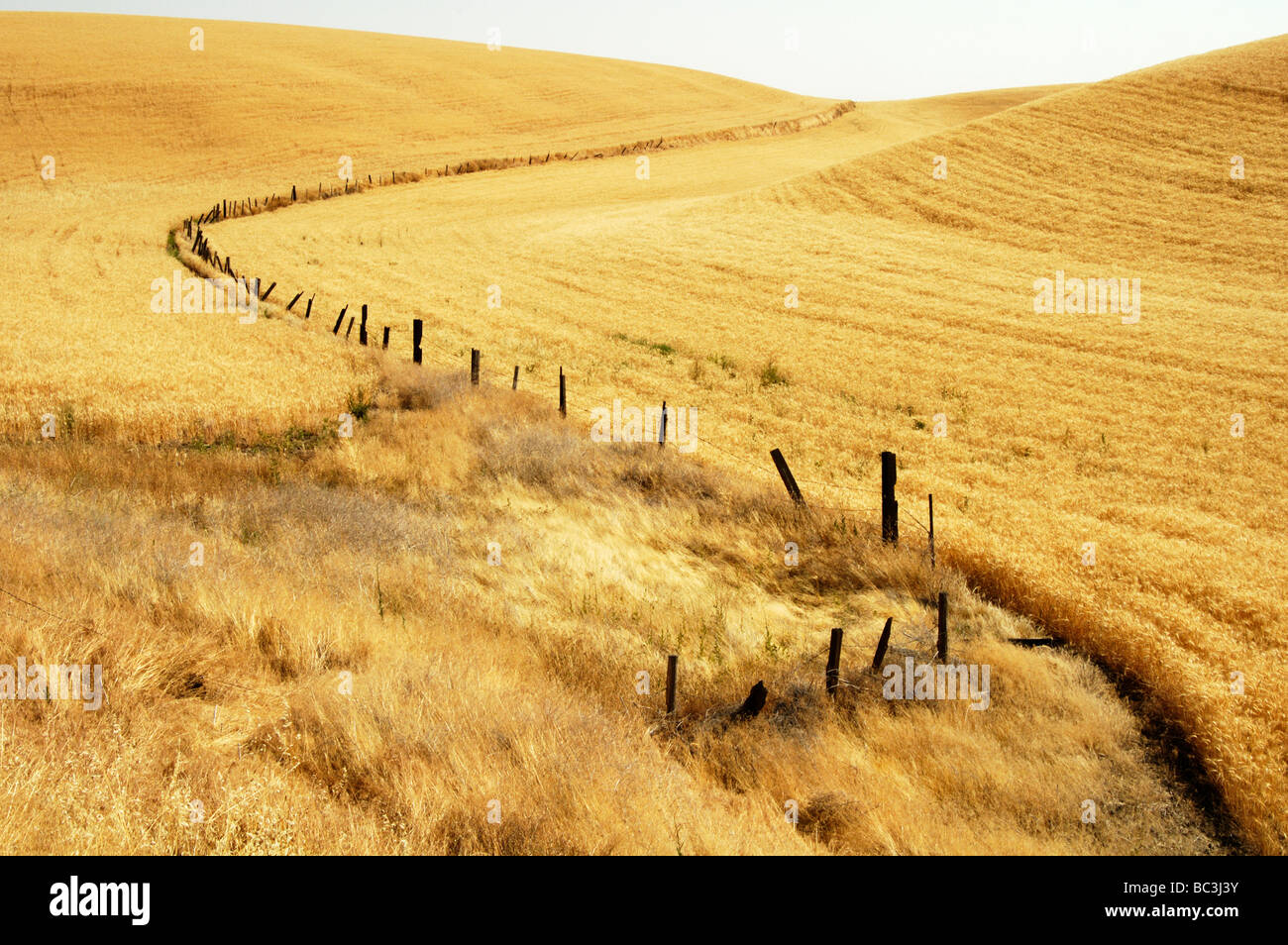 Ripe wheat ready for harvest in the Palouse area of southeastern ...