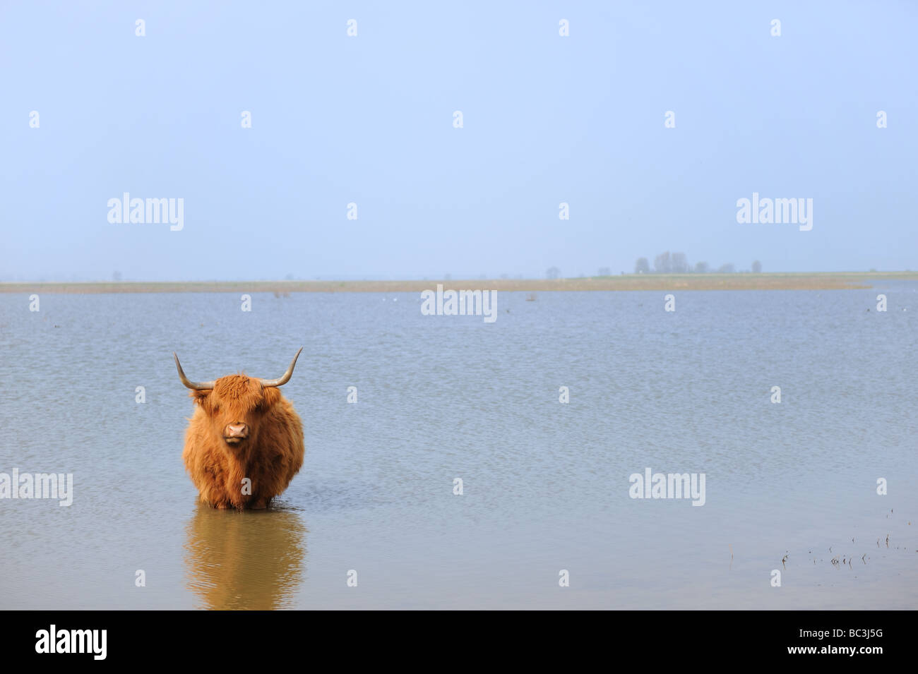 Scottish highlander in river hi-res stock photography and images - Alamy