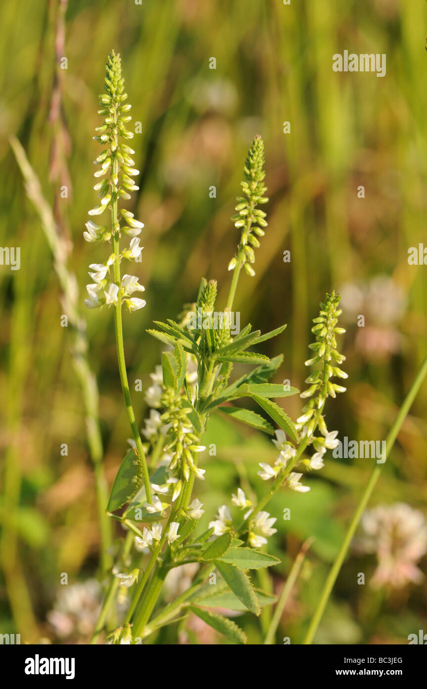 White Melilot (Melilotus albus Stock Photo - Alamy