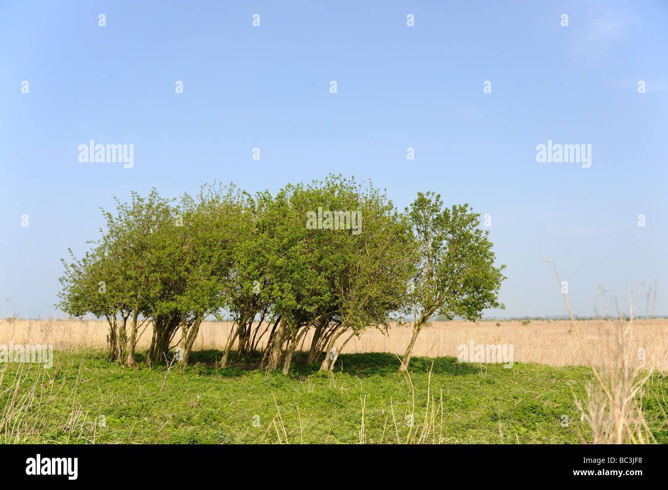 Trees in empty landscape Stock Photo - Alamy