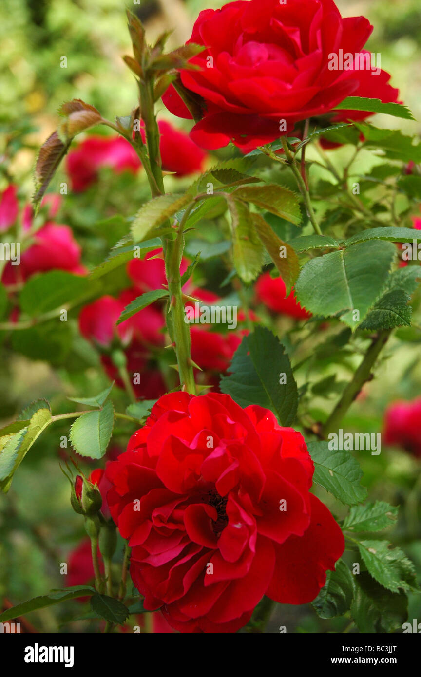 Roses vertical hi-res stock photography and images - Alamy