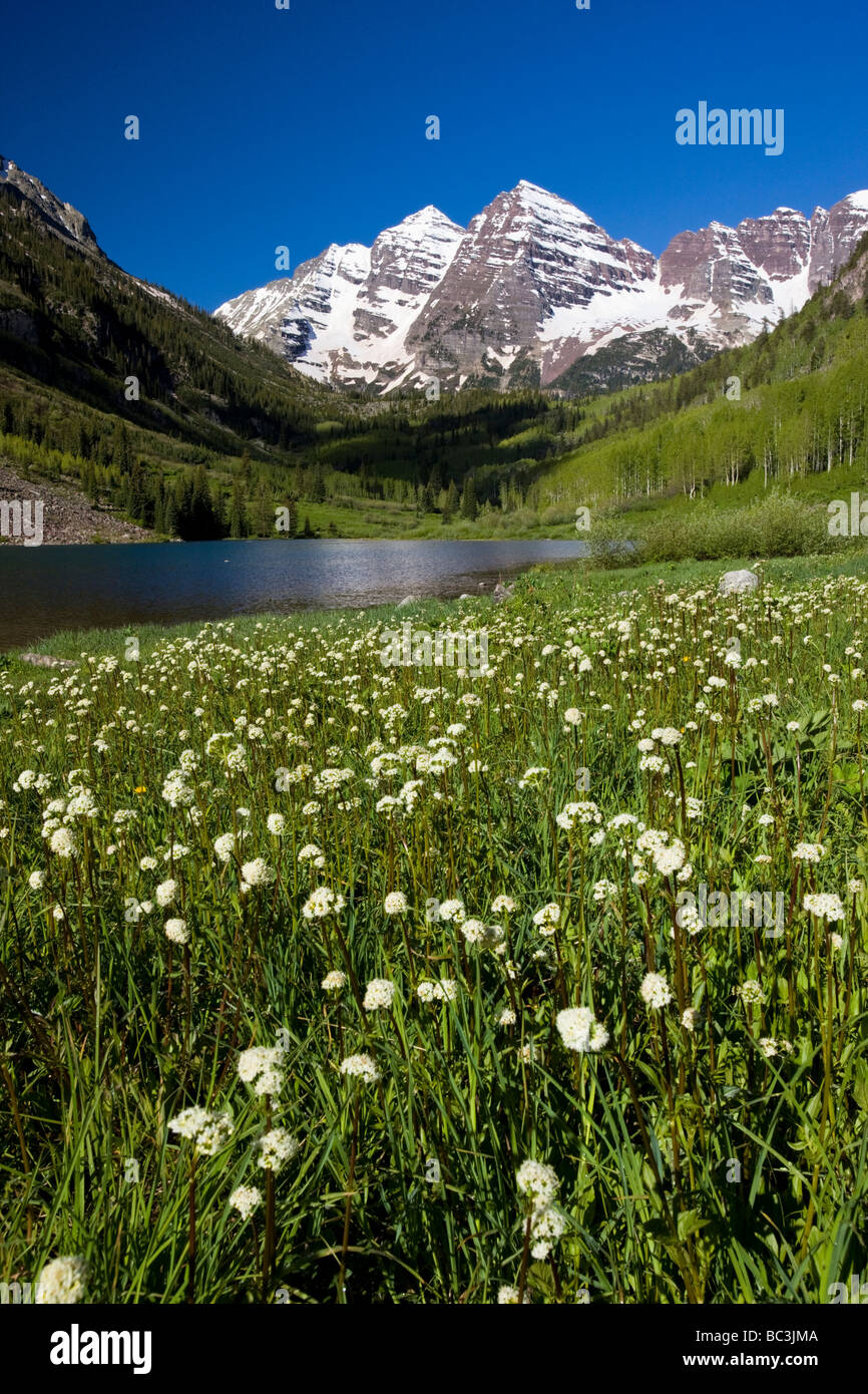 Maroon Bells Snowmass Wilderness Area Colorado USA. White flower in ...