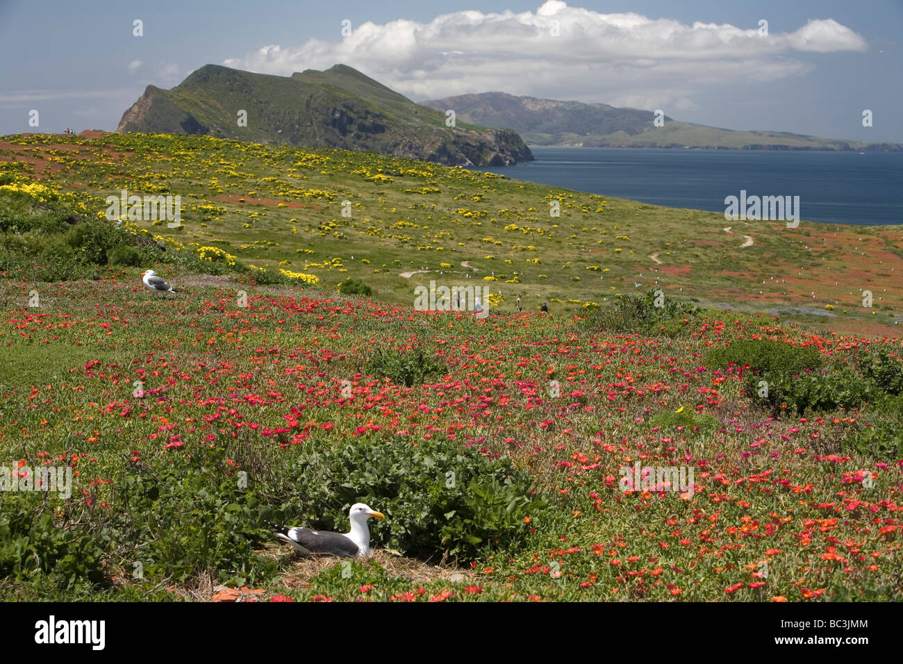 Channel Islands National Park Anacapa Island Stock Photo - Alamy