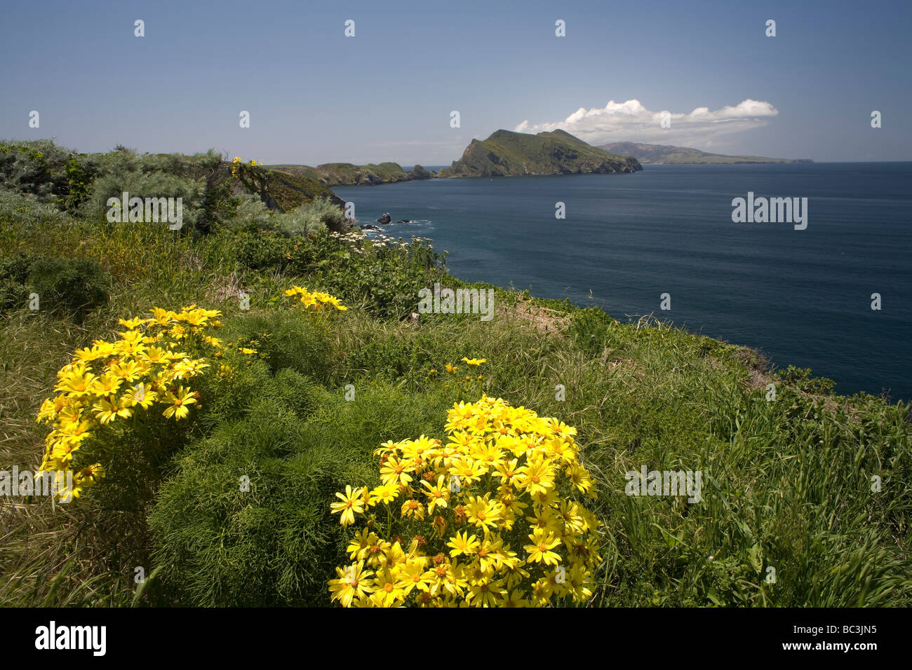 Channel Islands National Park Anacapa Island Stock Photo - Alamy