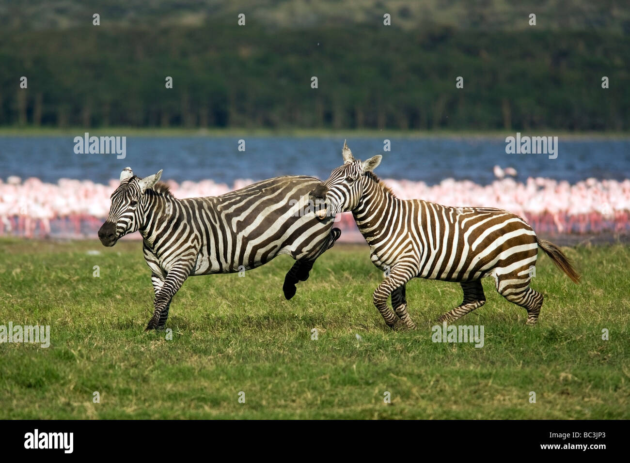 Kicking zebra hi-res stock photography and images - Alamy