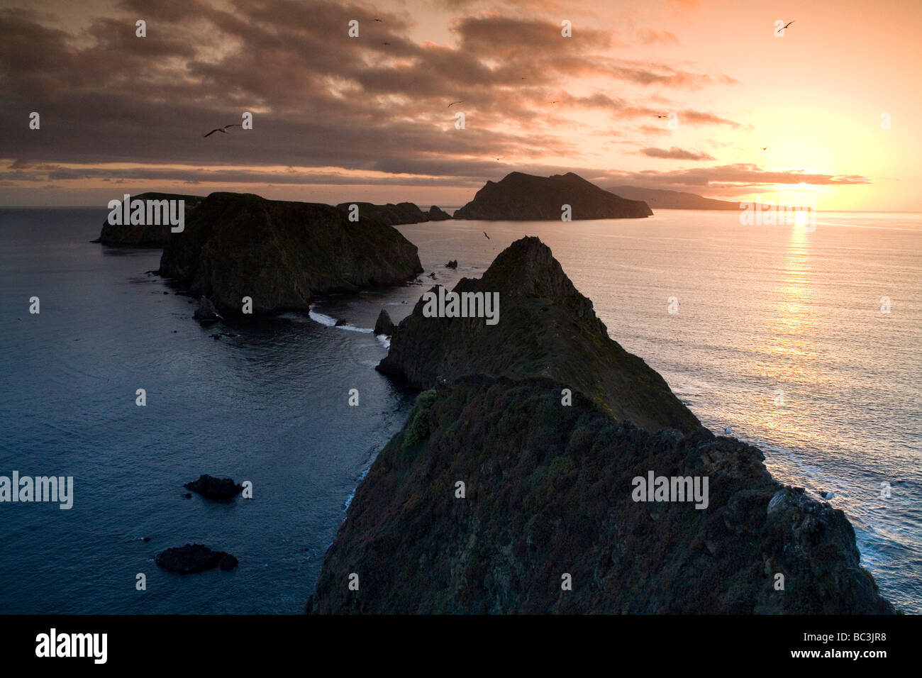 Channel Islands National Park Anacapa Island Stock Photo - Alamy