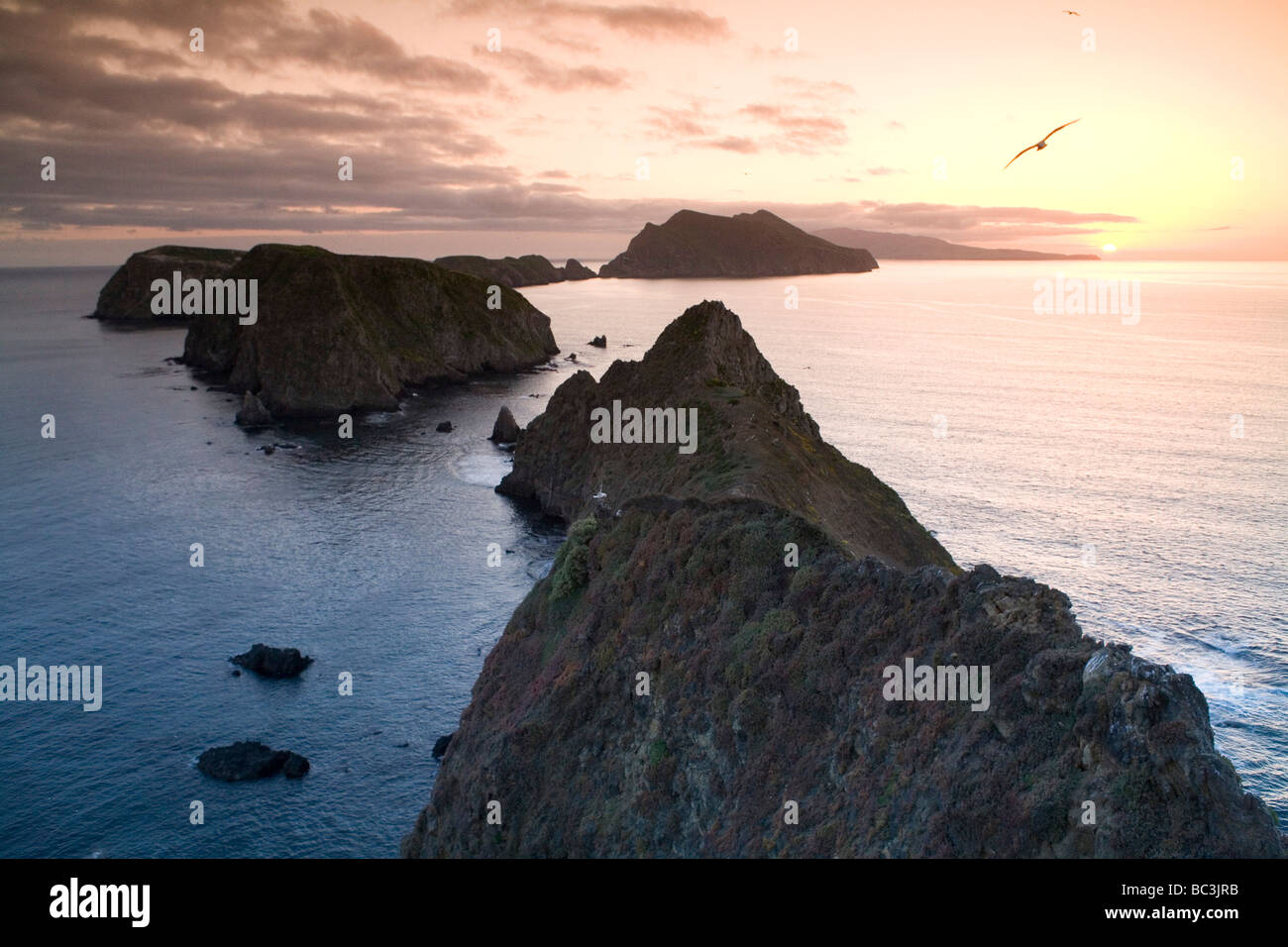 Anacapa island california flowers hi-res stock photography and images ...