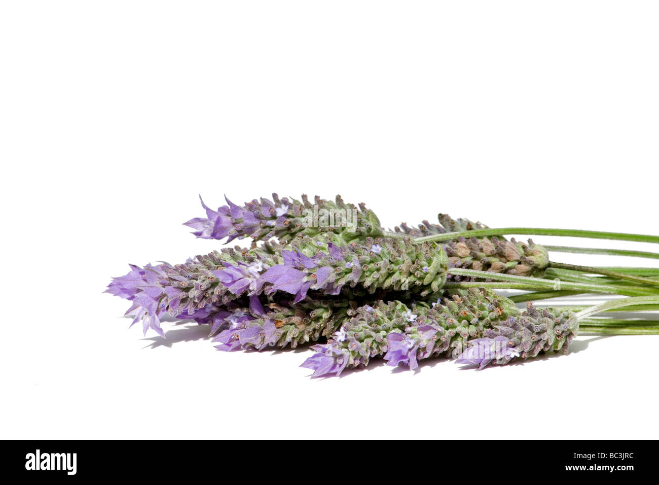 Lavender sprigs on white background Stock Photo - Alamy