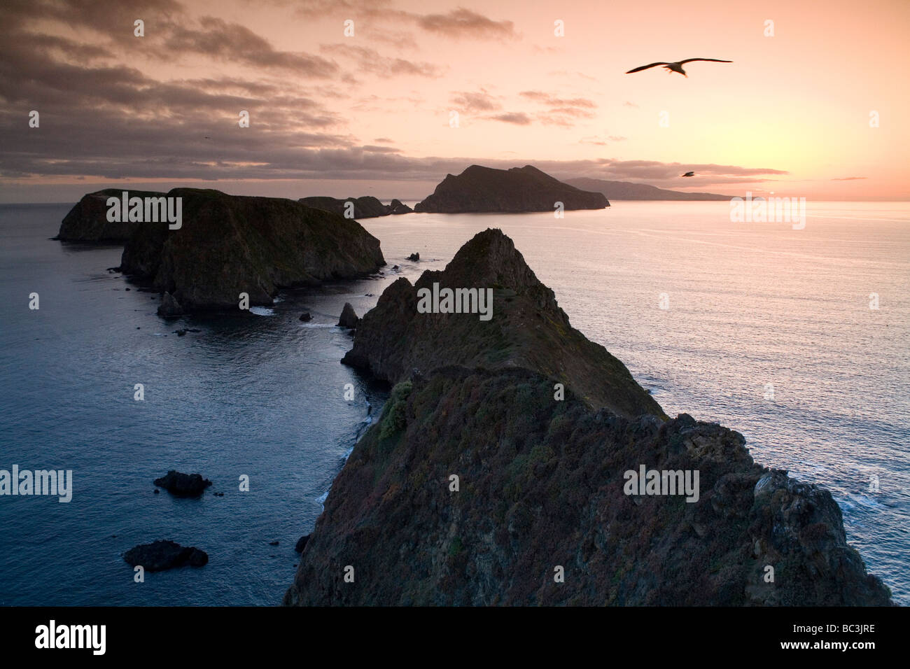 Anacapa island california flowers hi-res stock photography and images ...