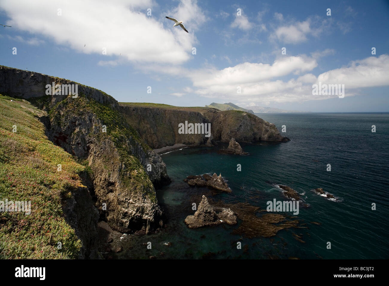 Anacapa island california flowers hi-res stock photography and images ...