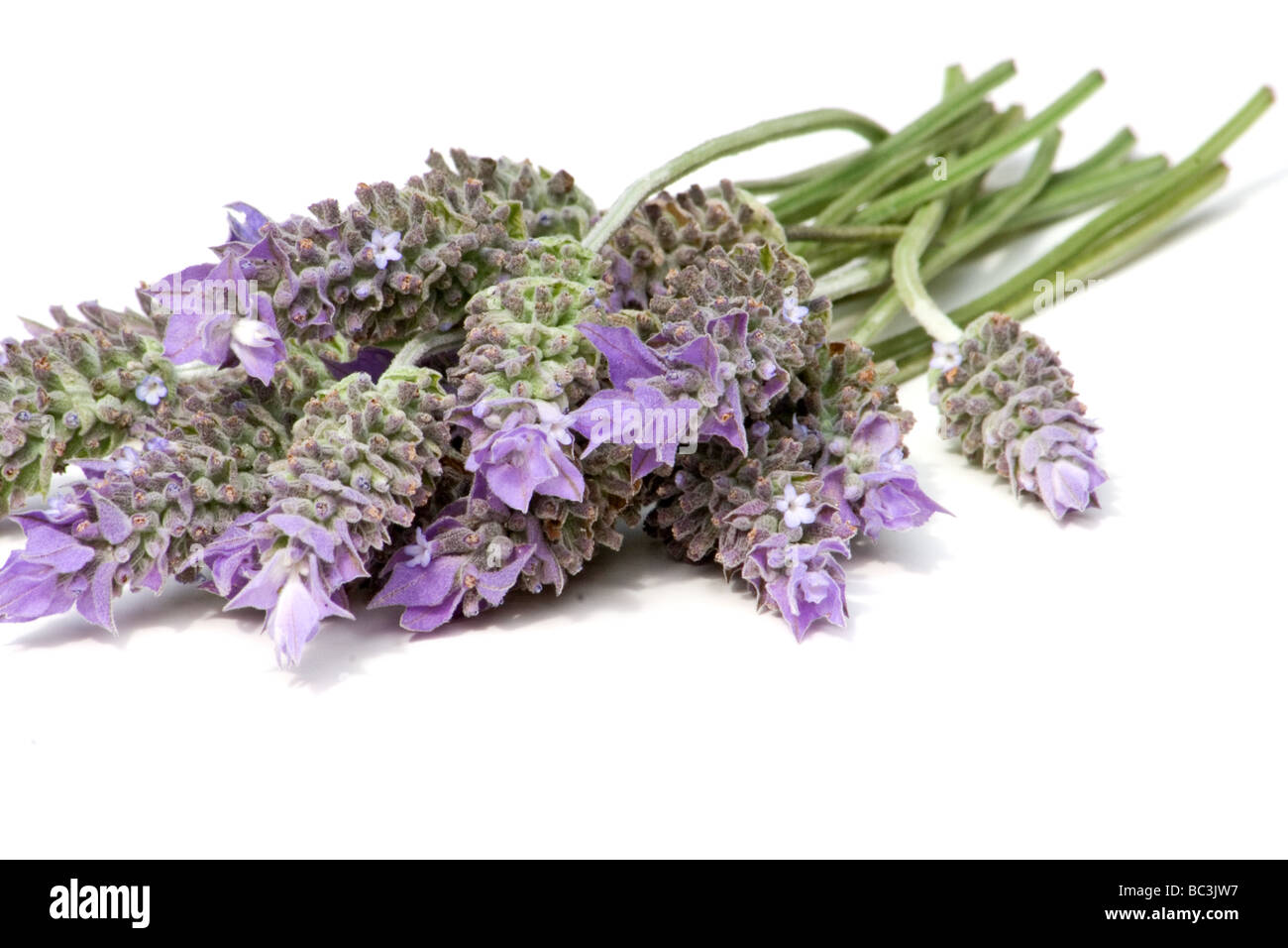 Lavender sprigs on white background Stock Photo - Alamy