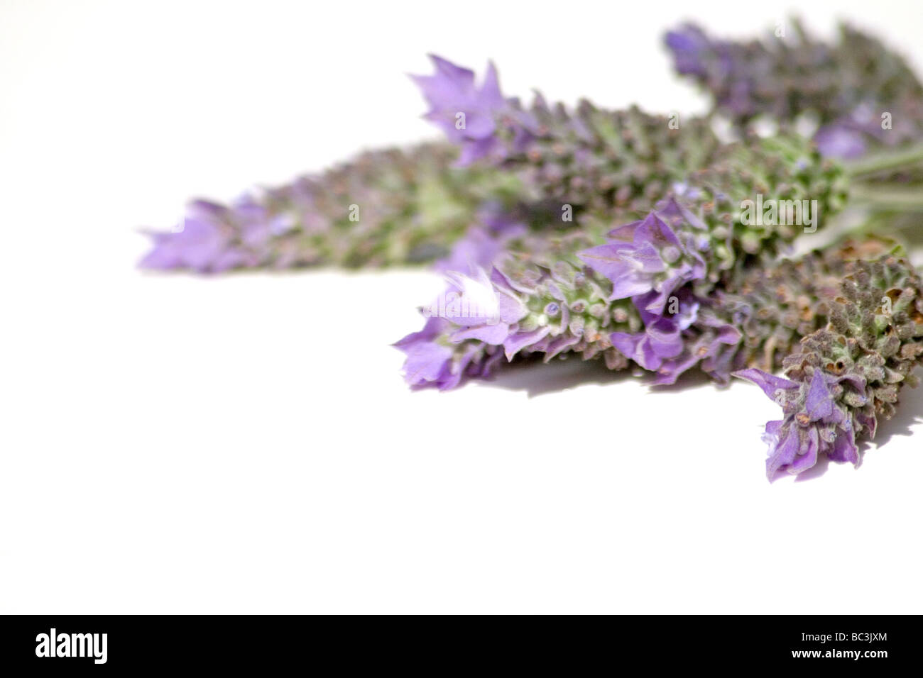 Lavender sprigs on white background Stock Photo - Alamy