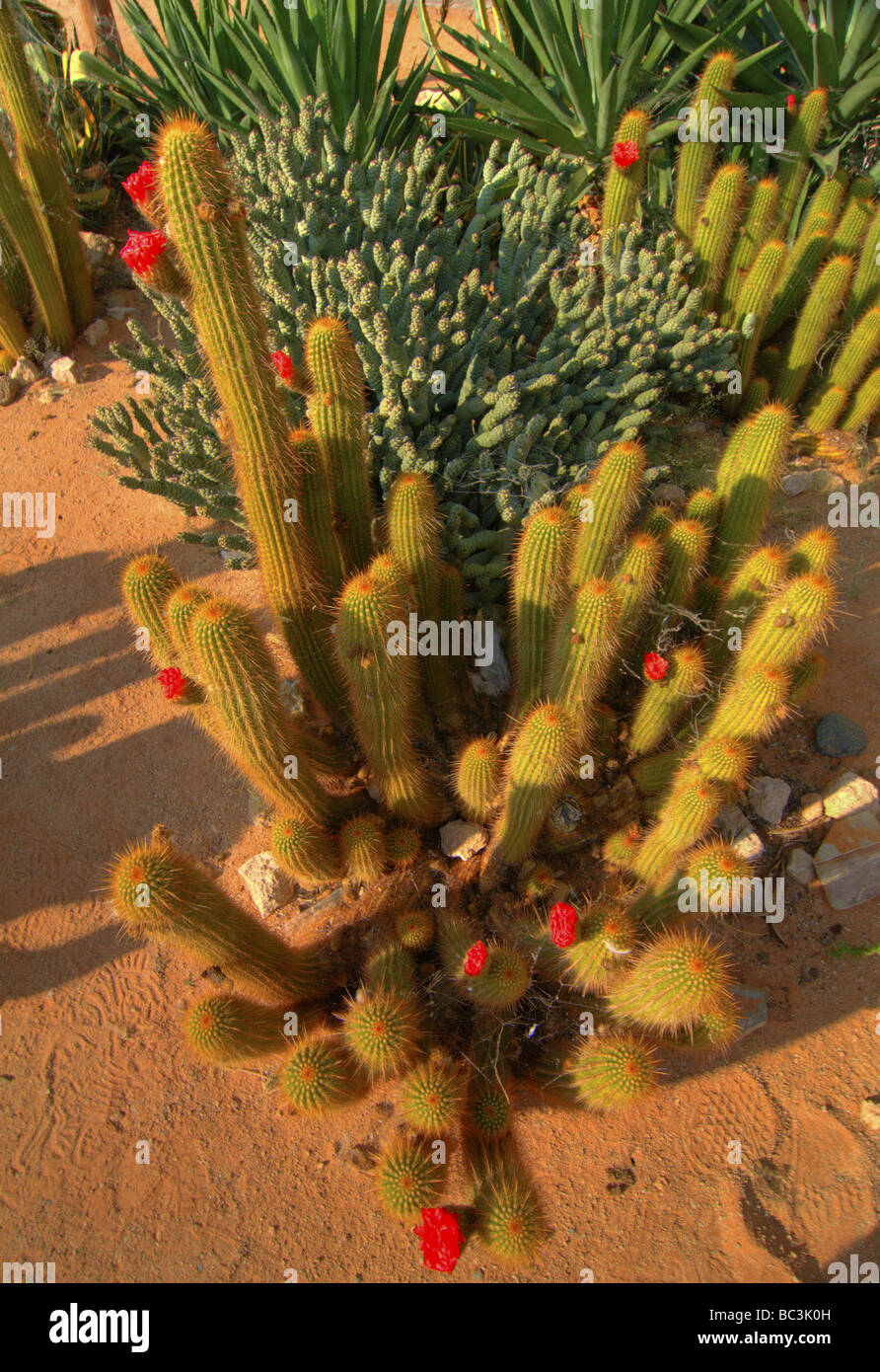 desert cactus in morning light in Solitaire Namibia Stock Photo - Alamy